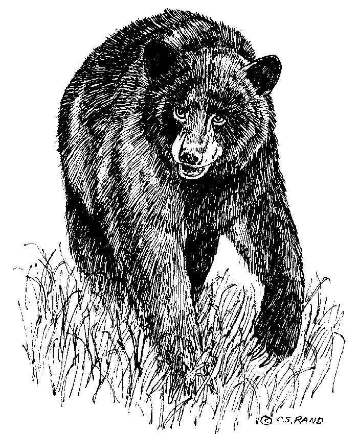 Bear – Russell Pond Adventures